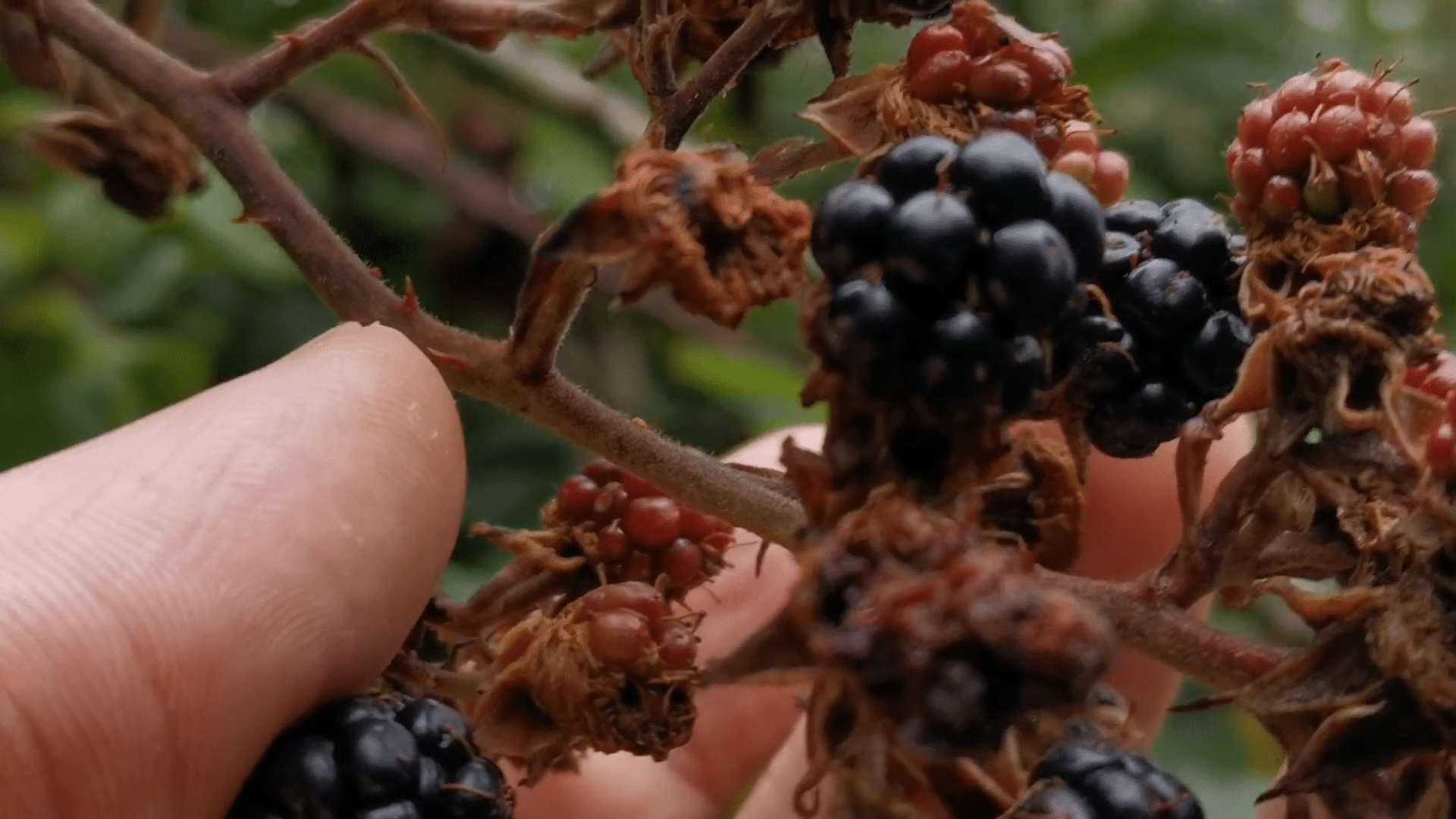 A walk through edible woodlands - Local Trust
